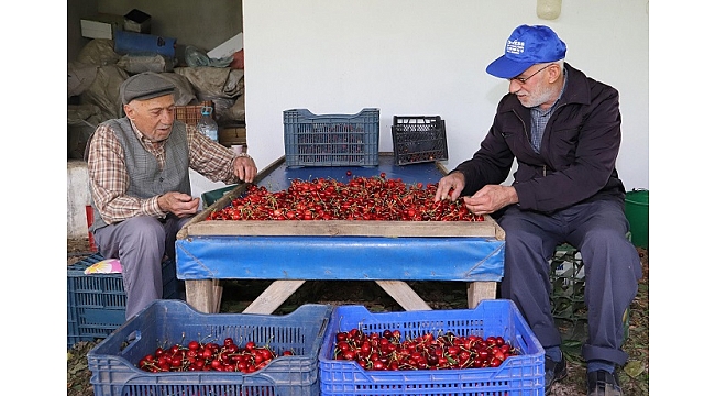 Dallarda Kiraz, Bayındır’da Bereket - Haberini Oku